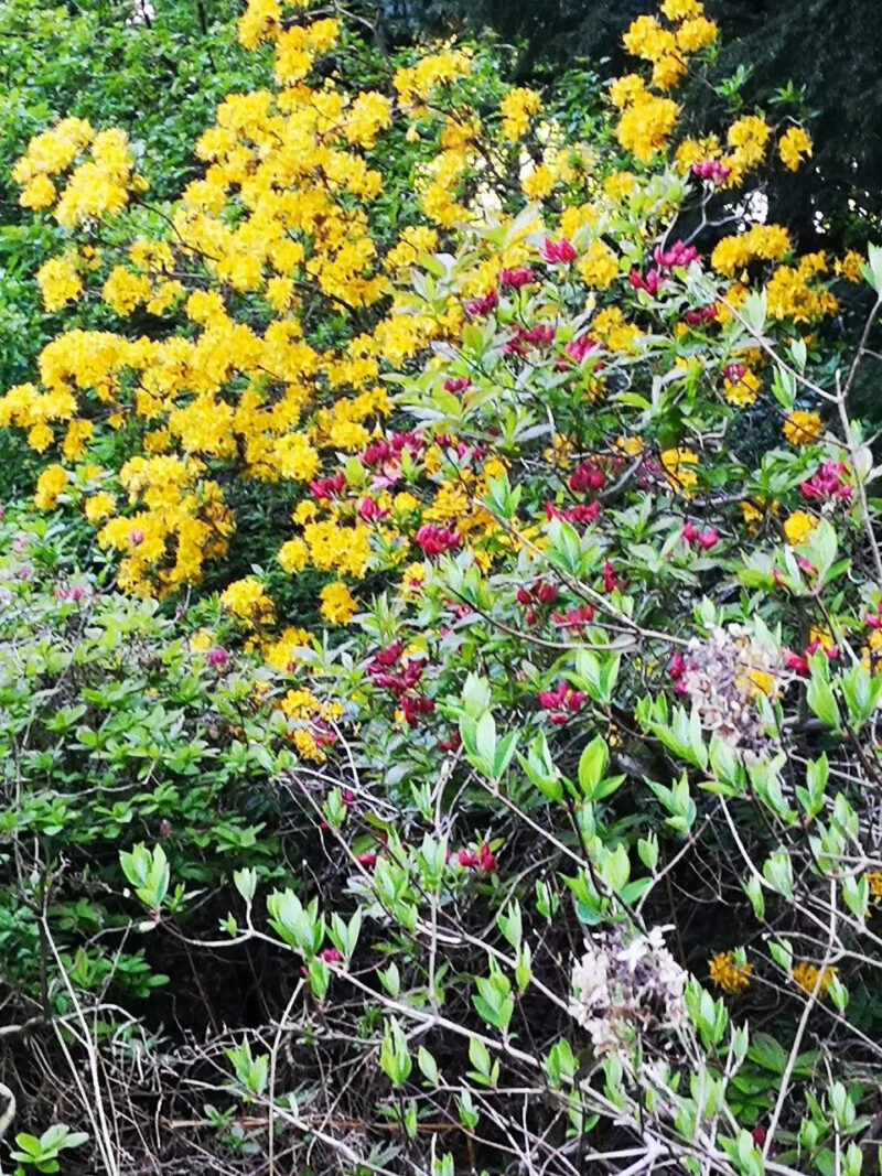 Meanwood Valley Trail Circular Walk | The Myrtle Tavern